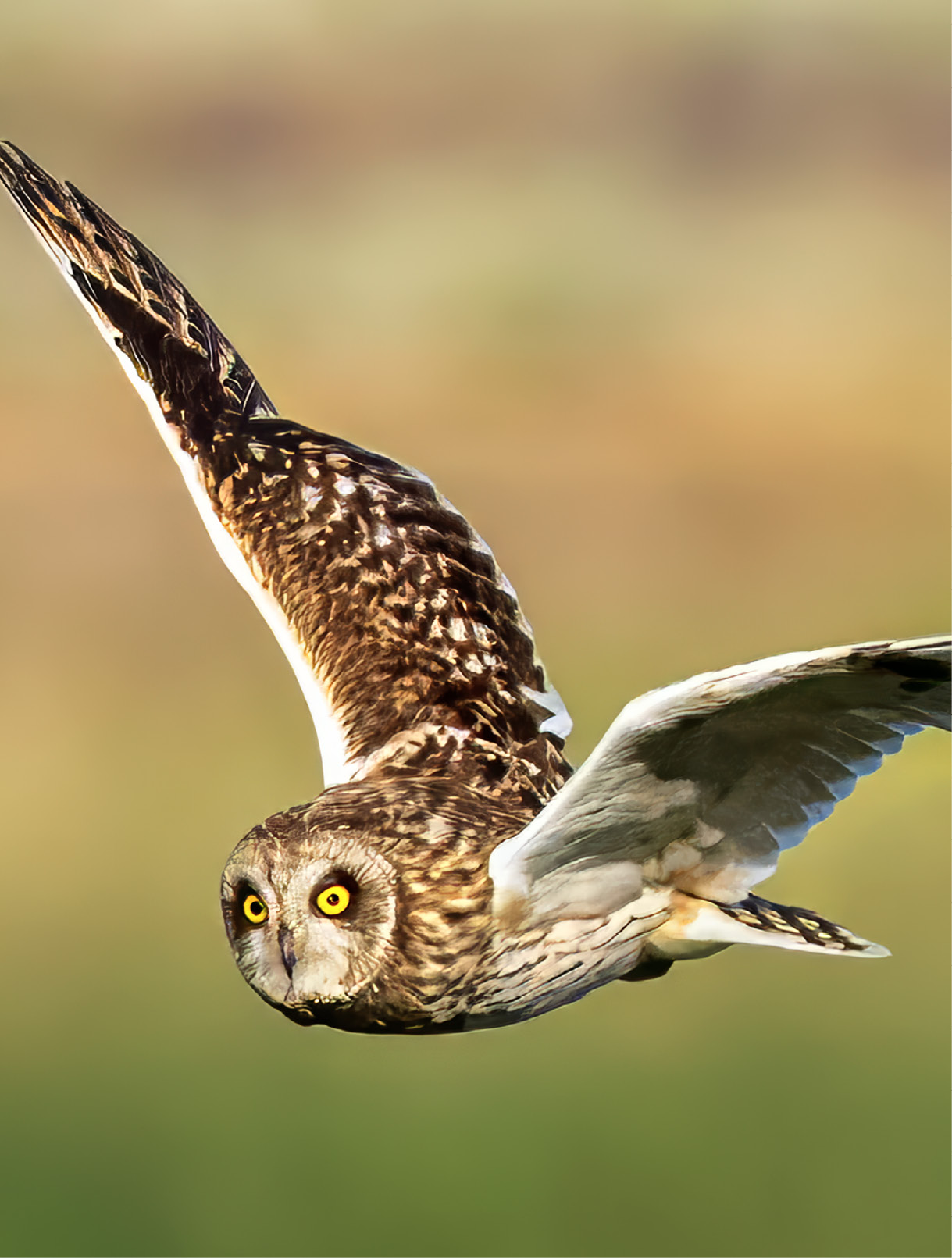 Birdwatching | AAA Oregon/Idaho